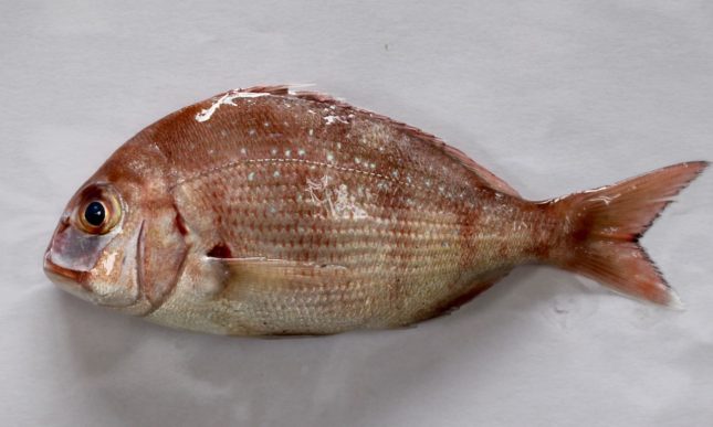 マダイ - 佐久島 公式ホームページ 愛知県西尾市一色町